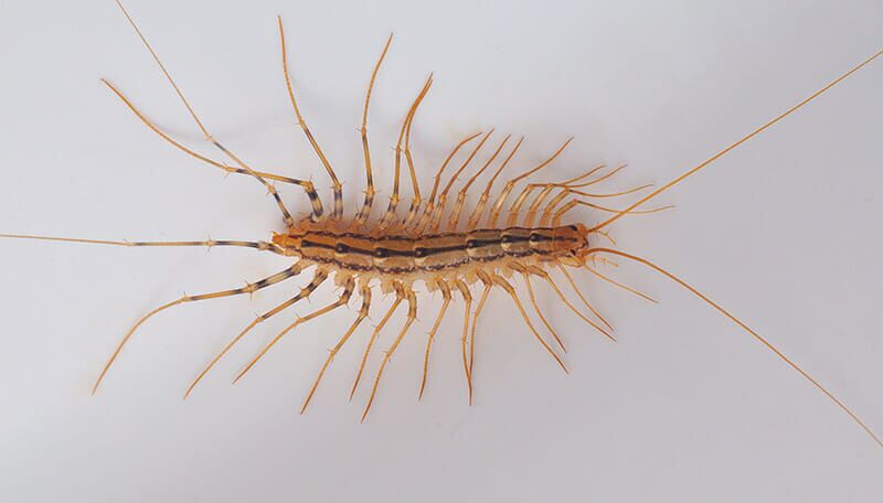 centipede looking bug