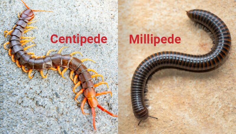 centipede description