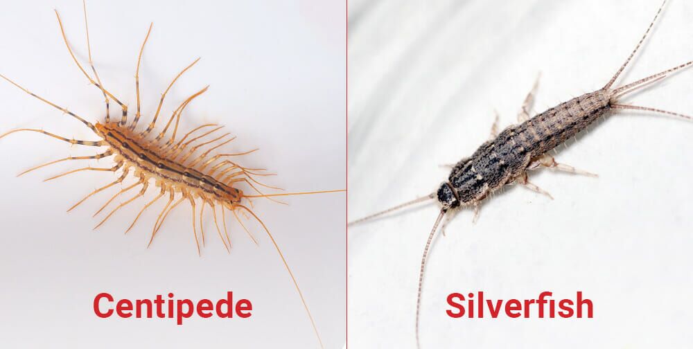 house centipedes bad